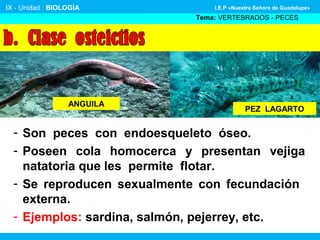 Vertebrados peces | PPT