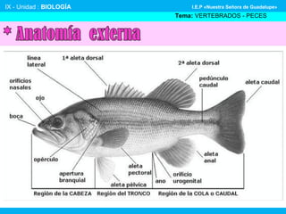 Vertebrados peces | PPT | Fish and Aquariums | Pets