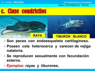 Vertebrados peces | PPT | Fish and Aquariums | Pets