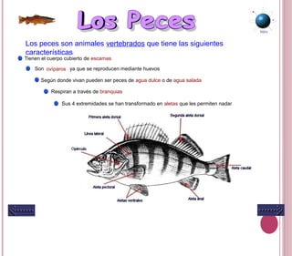 Vertebrados1 | ODP