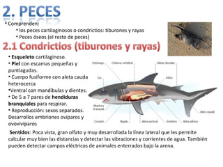 Vertebrados 1ºeso | PPT