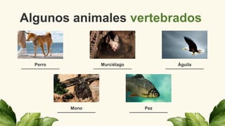 Vertebrados e invertebrados Mundo animal.pptx