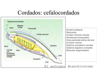 Vertebrados en el reino animal | PDF