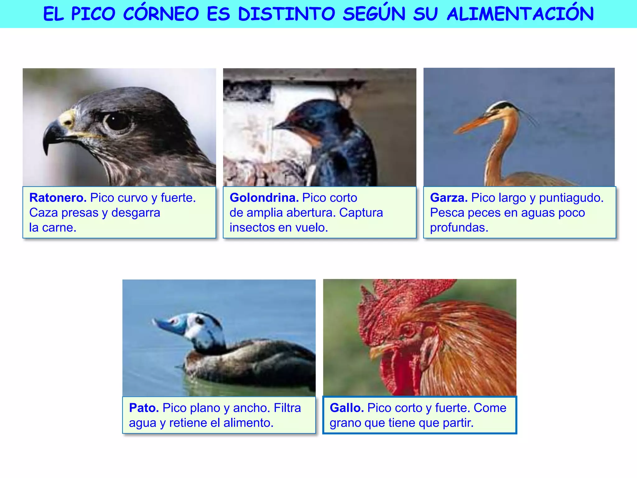Vertebrados 1 eso aves | PDF