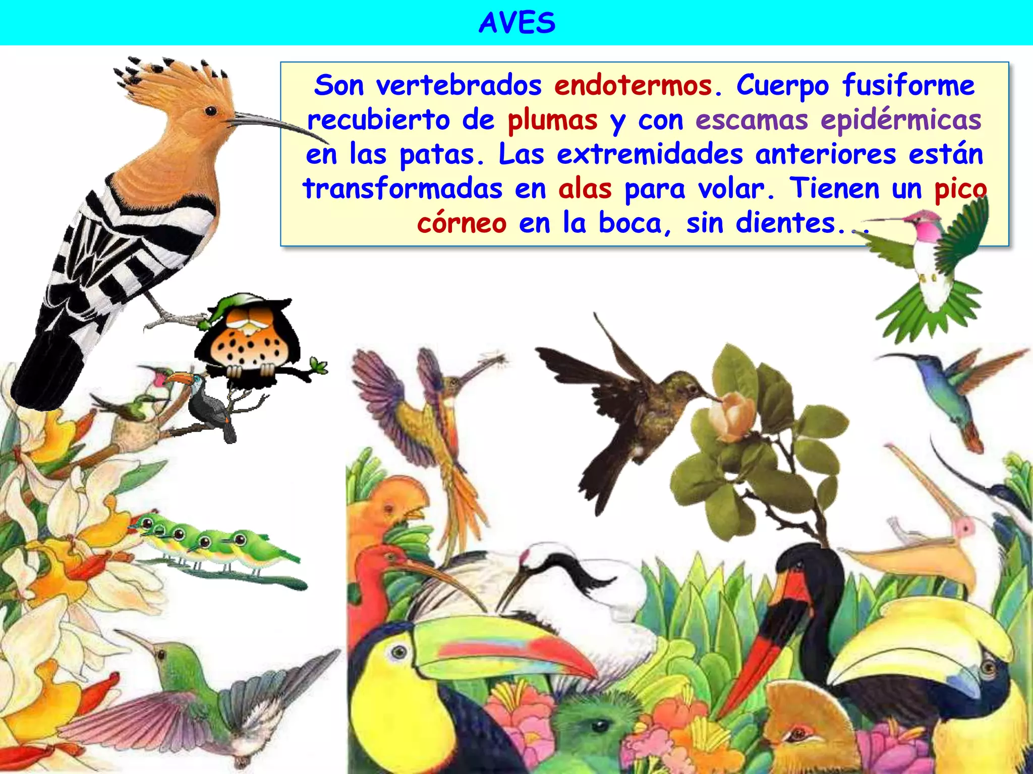Vertebrados 1 eso aves | PDF
