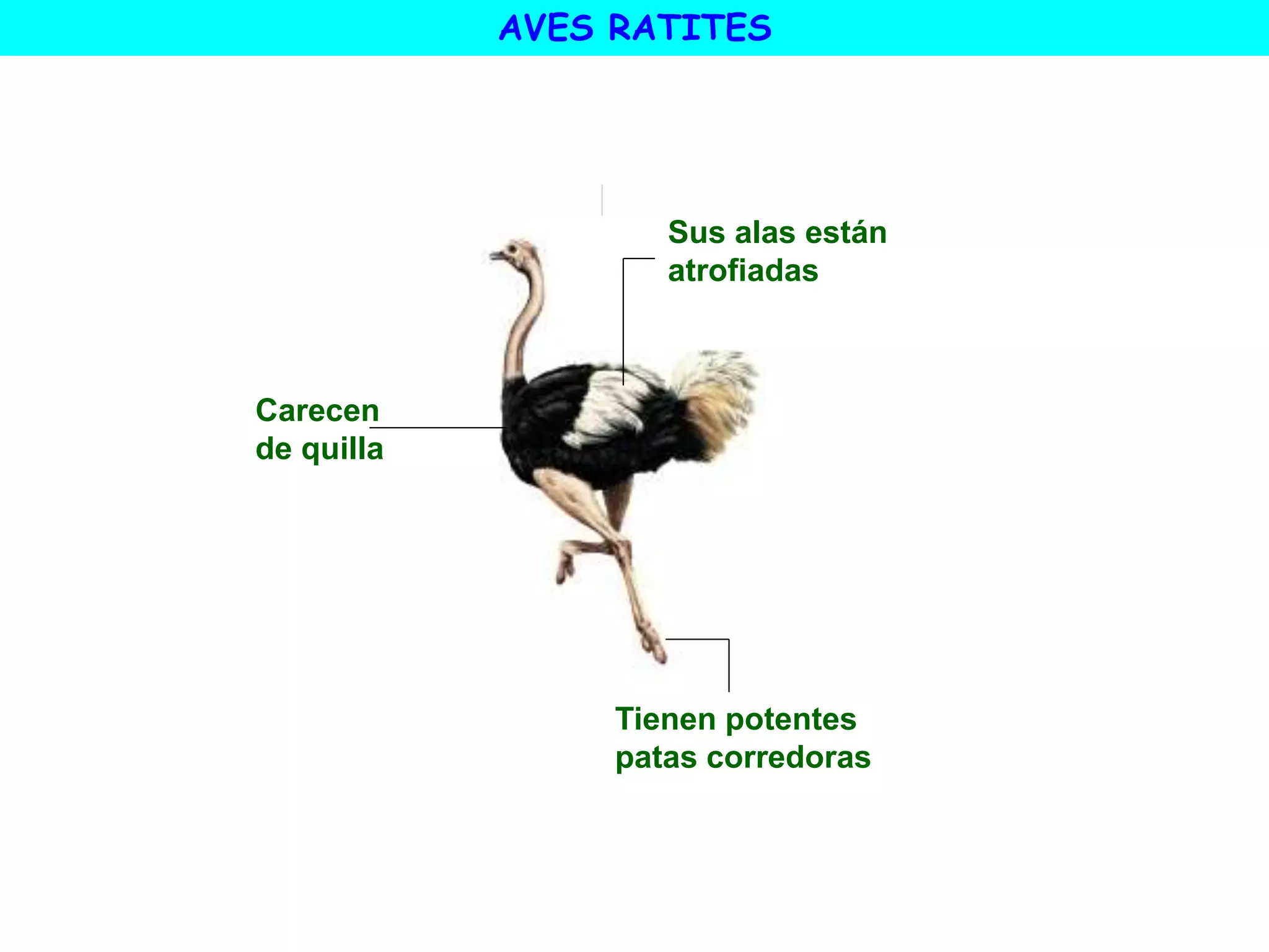 Vertebrados 1 eso aves | PDF