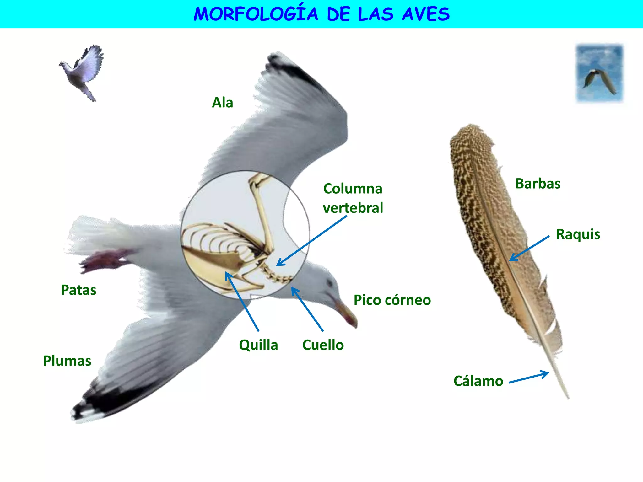 Vertebrados 1 eso aves | PDF