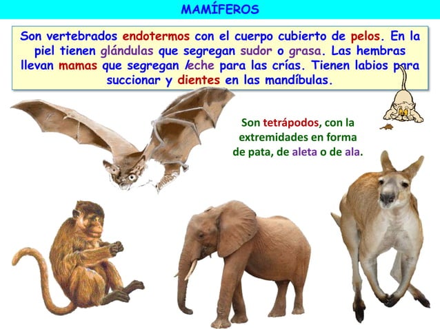 Vertebrados 1 eso mamiferos | PPT