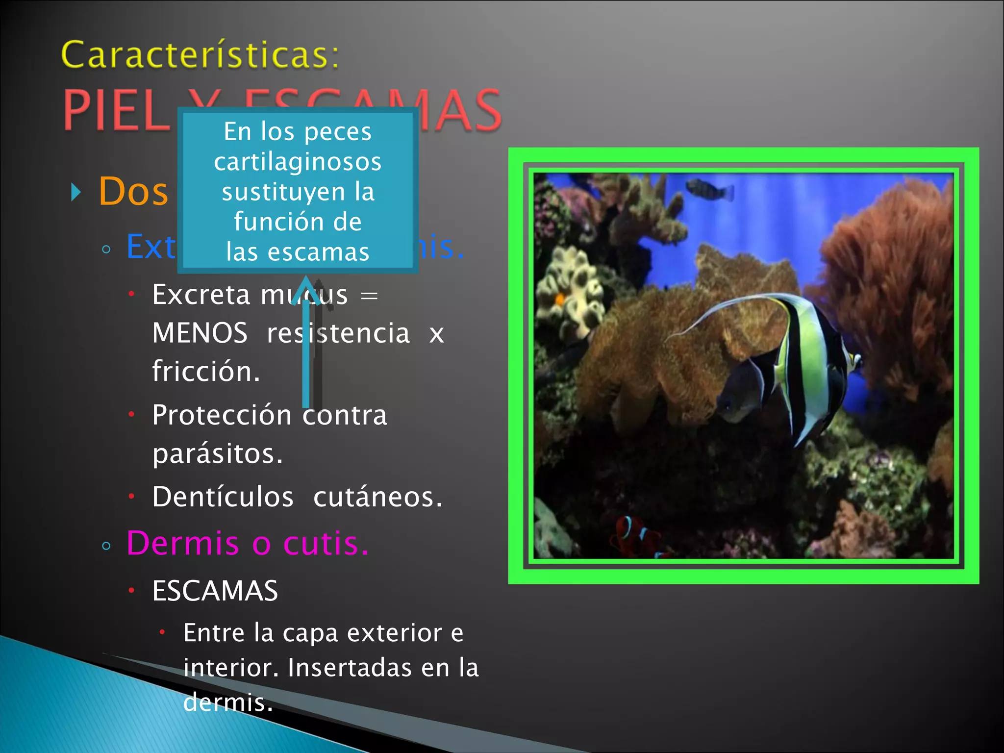 Vertebrados los peces | PPT