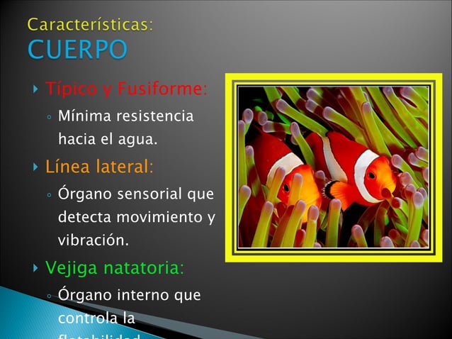 Vertebrados los peces | PPT