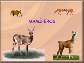 Vertebrados mamiferos selección | PPT