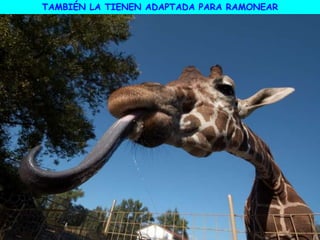Vertebrados mamiferos selección | PPT