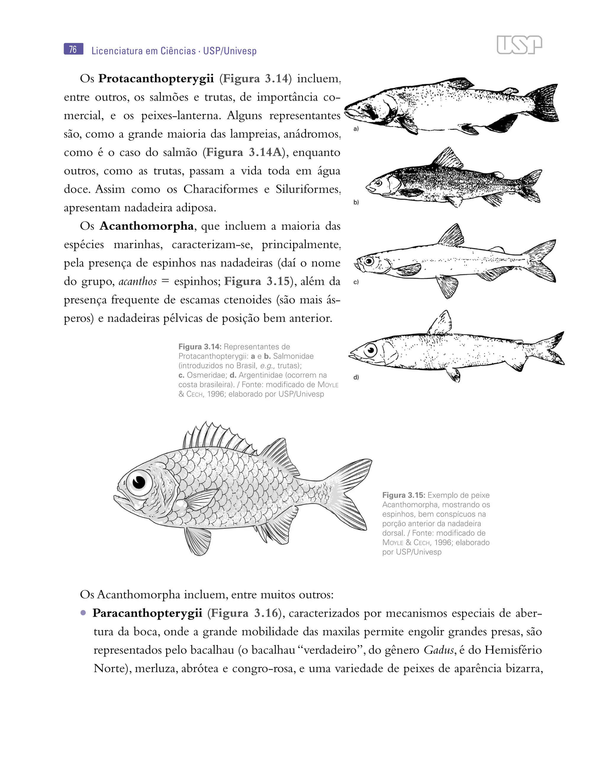 Osteichthyes: Actinopterygii | PDF