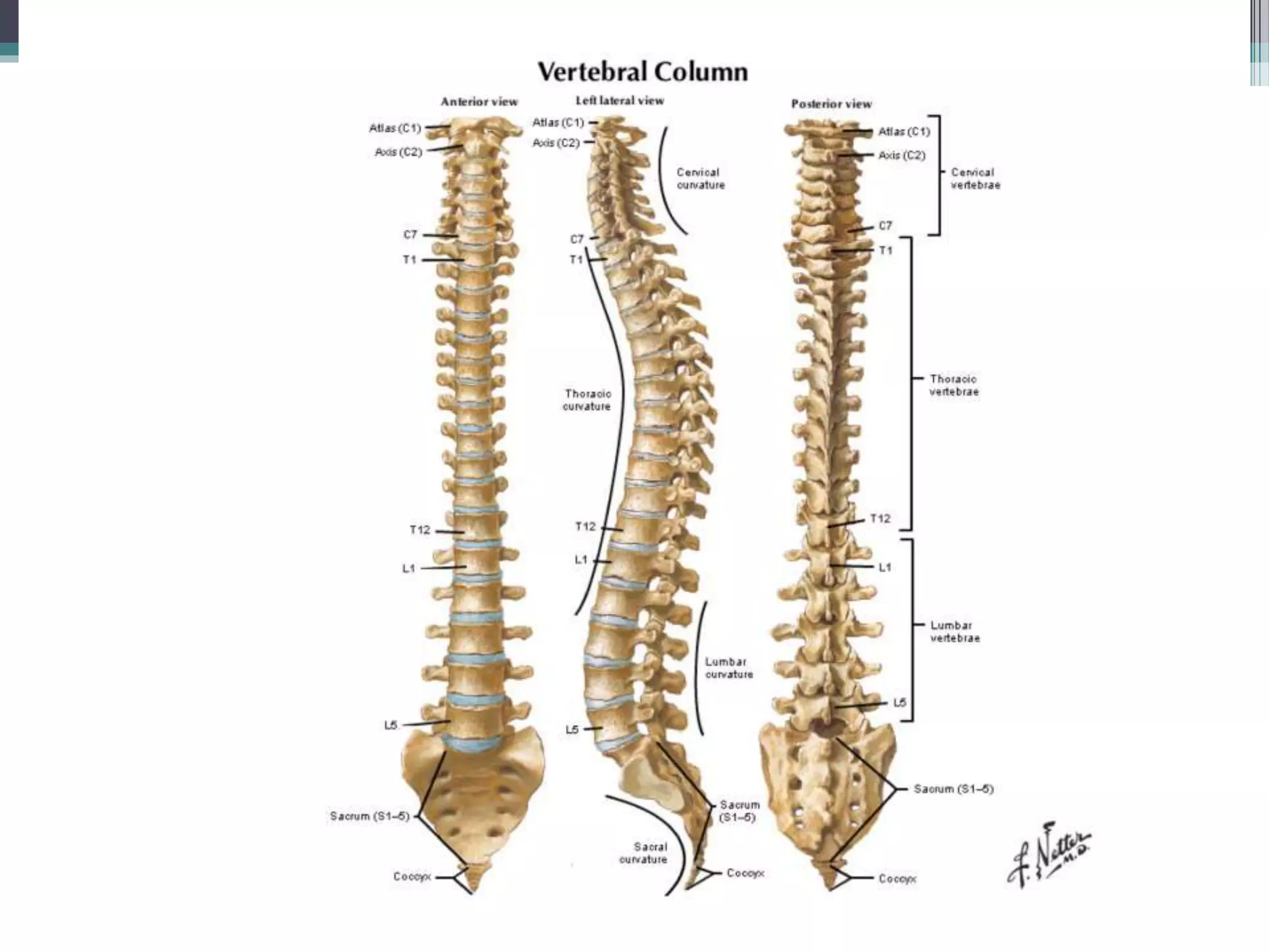 Anatomy of Vertebral Column | PPTX