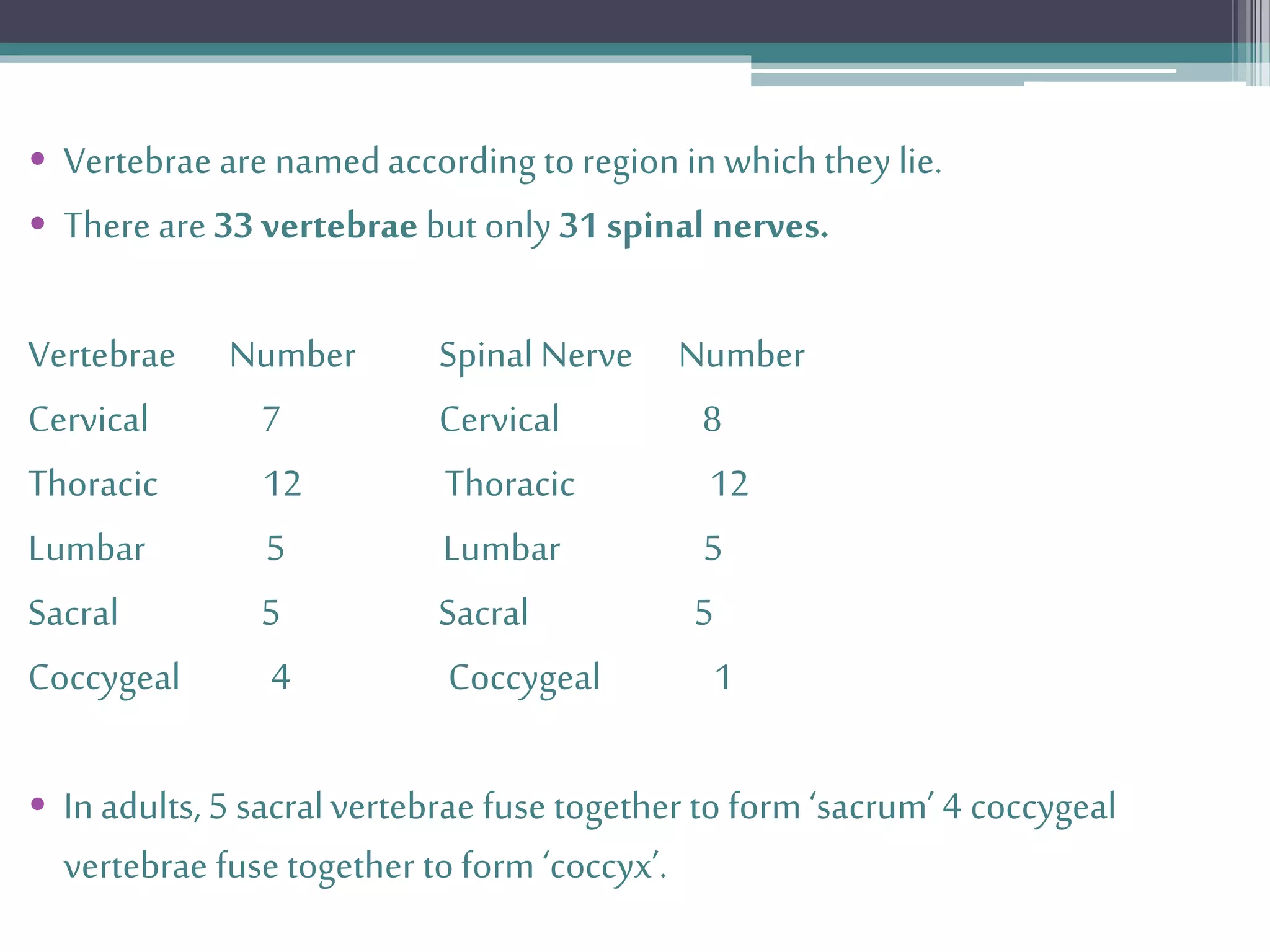 Anatomy of Vertebral Column | PPTX