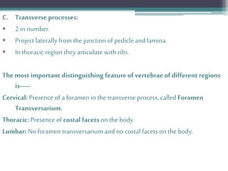 Anatomy of Vertebral Column | PPTX