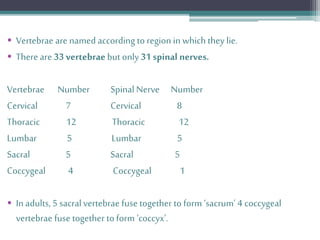 Anatomy of Vertebral Column | PPTX