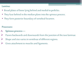 Anatomy of Vertebral Column | PPTX