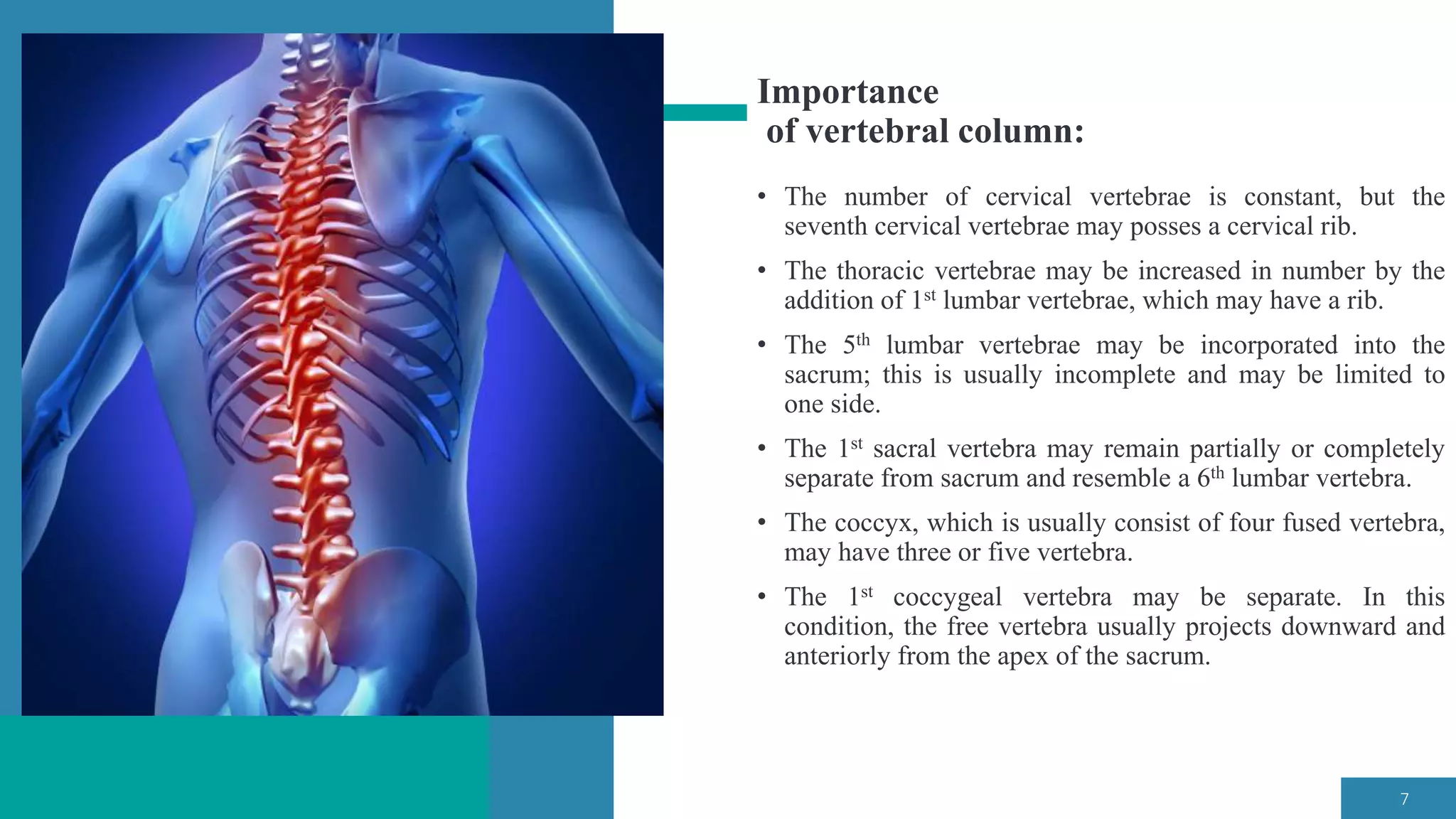 vertebrae.pptx