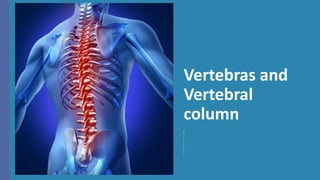 vertebrae.pptx