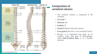 vertebrae.pptx
