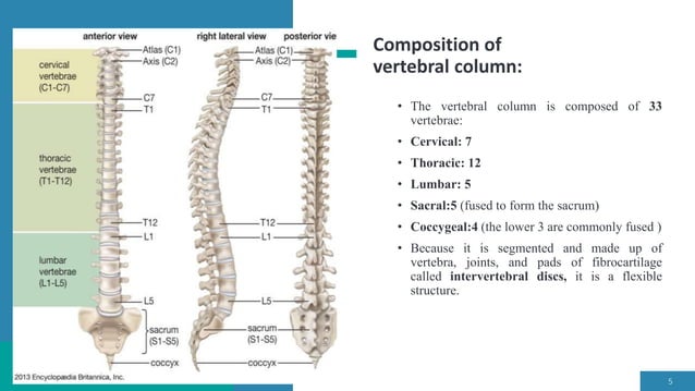 vertebrae.pptx