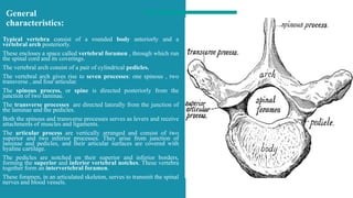 vertebrae.pptx