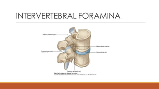 Vertebrae Anatomy spine pg orthopedics.pptx