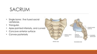 Vertebrae Anatomy spine pg orthopedics.pptx