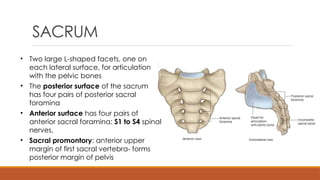 Vertebrae Anatomy spine pg orthopedics.pptx