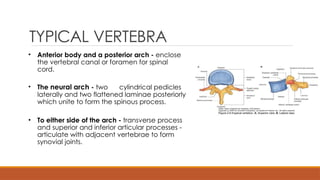 Vertebrae Anatomy spine pg orthopedics.pptx