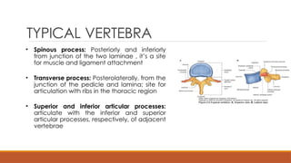 Vertebrae Anatomy spine pg orthopedics.pptx