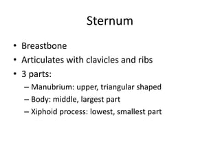 Vertebrae and ribs | PPTX