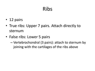 Vertebrae and ribs | PPTX