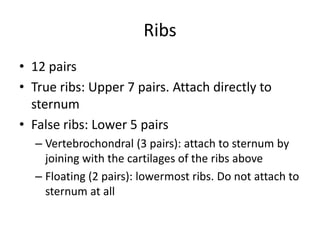 Vertebrae and ribs | PPTX