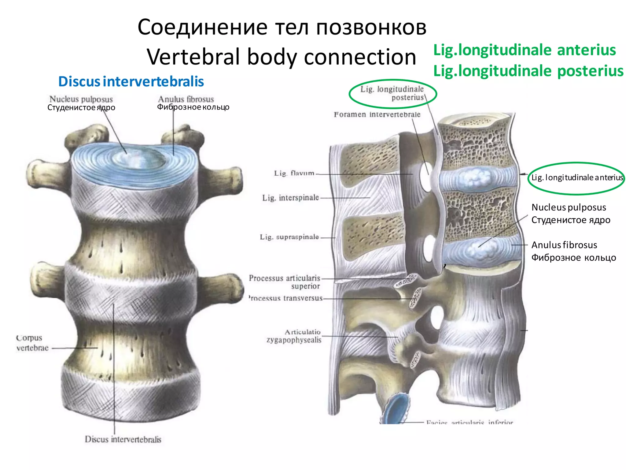 vertebrae connection.pdf