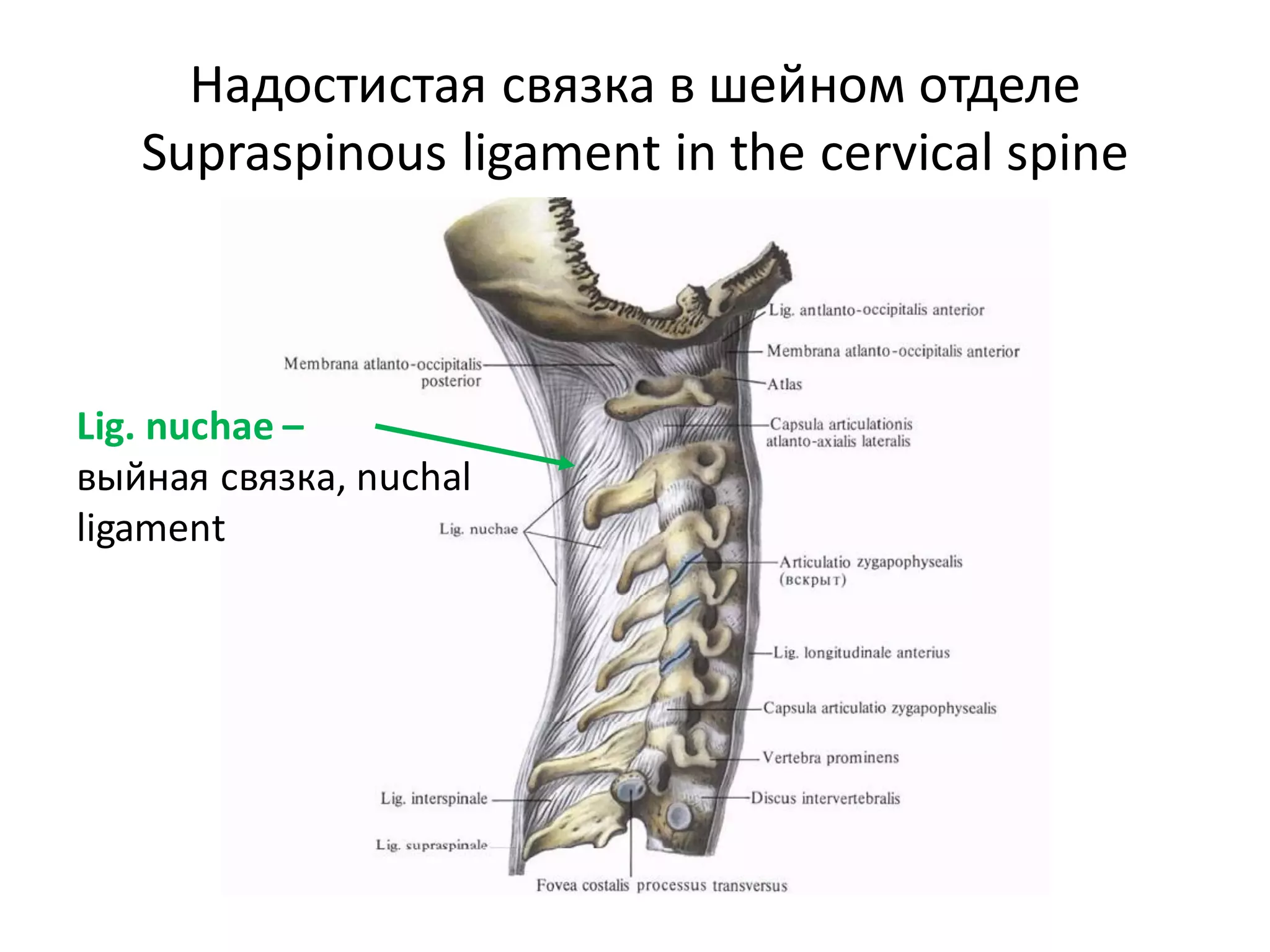 vertebrae connection.pdf