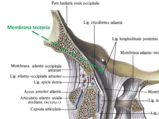 vertebrae connection.pdf