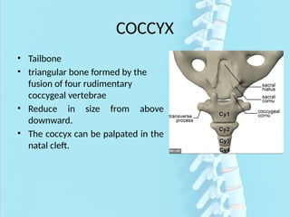VERTEBRAE (lumbar, sacral, coccyx).pptx. | PPTX