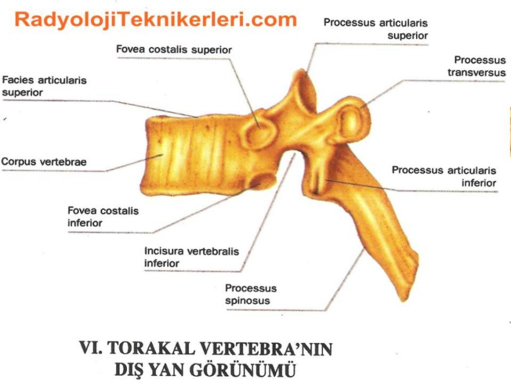 Vertebralar