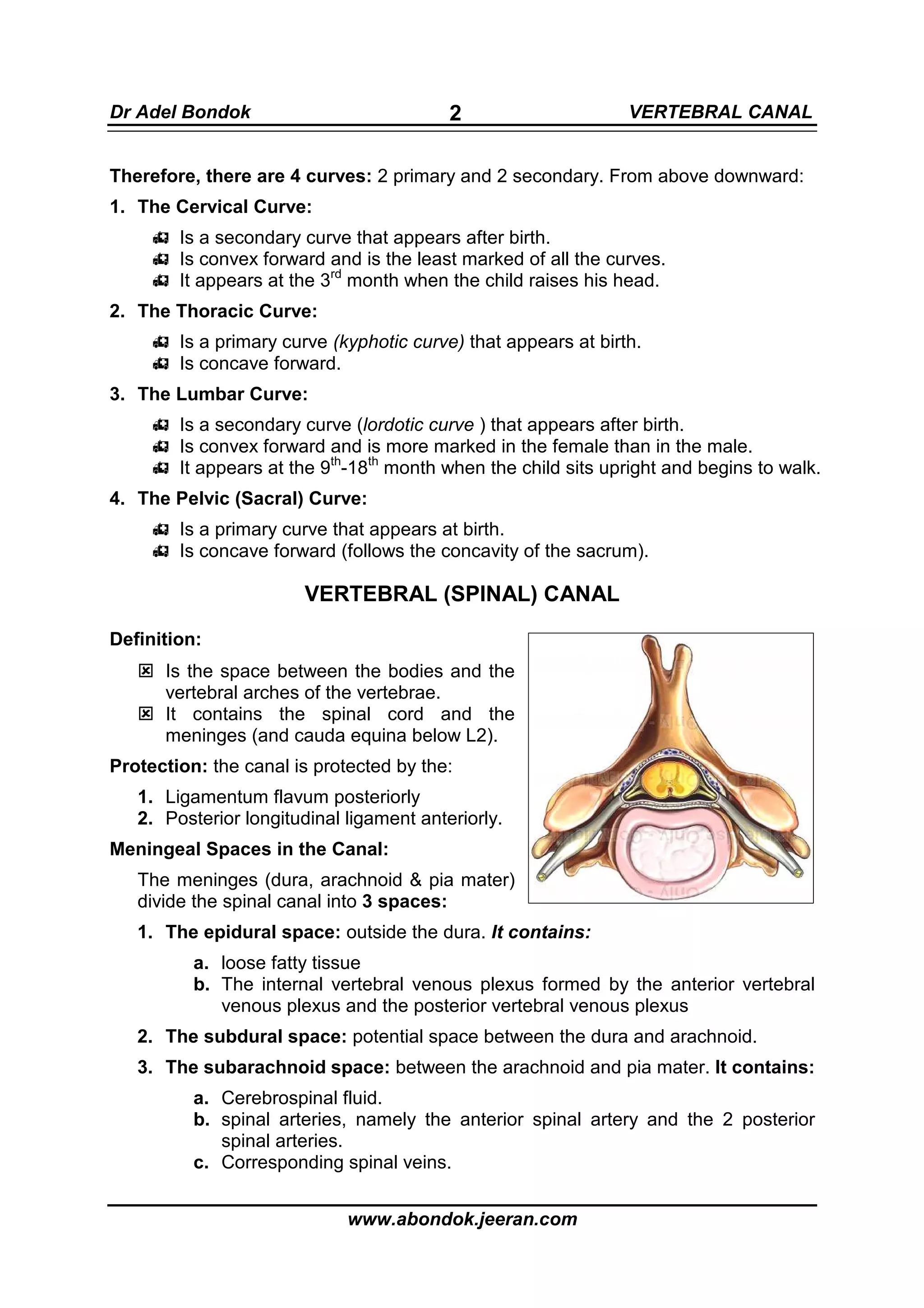 Vertebral Canal Lecture Notes | PDF