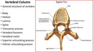 Vertebral Colmn and Thorex.pptx