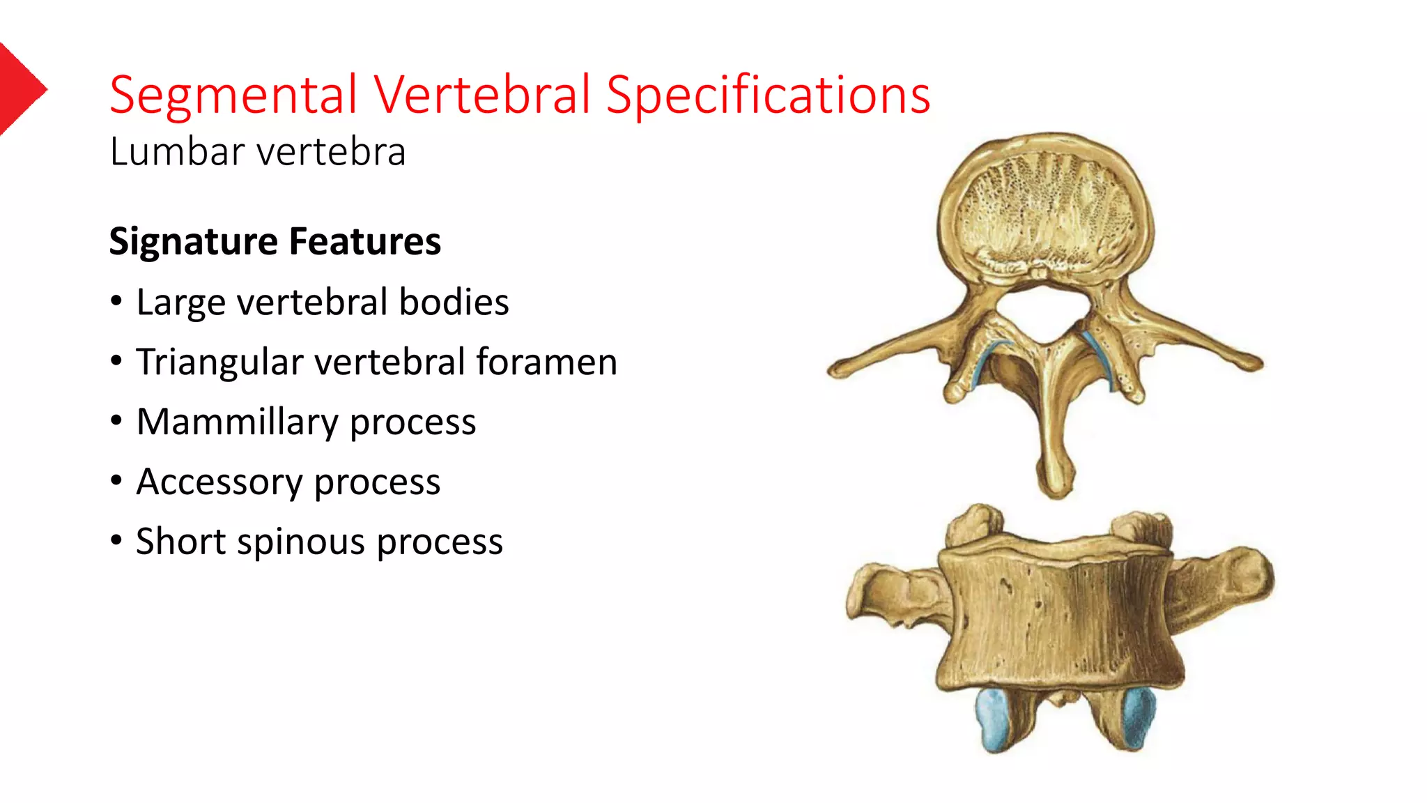 Vertebral column | PDF