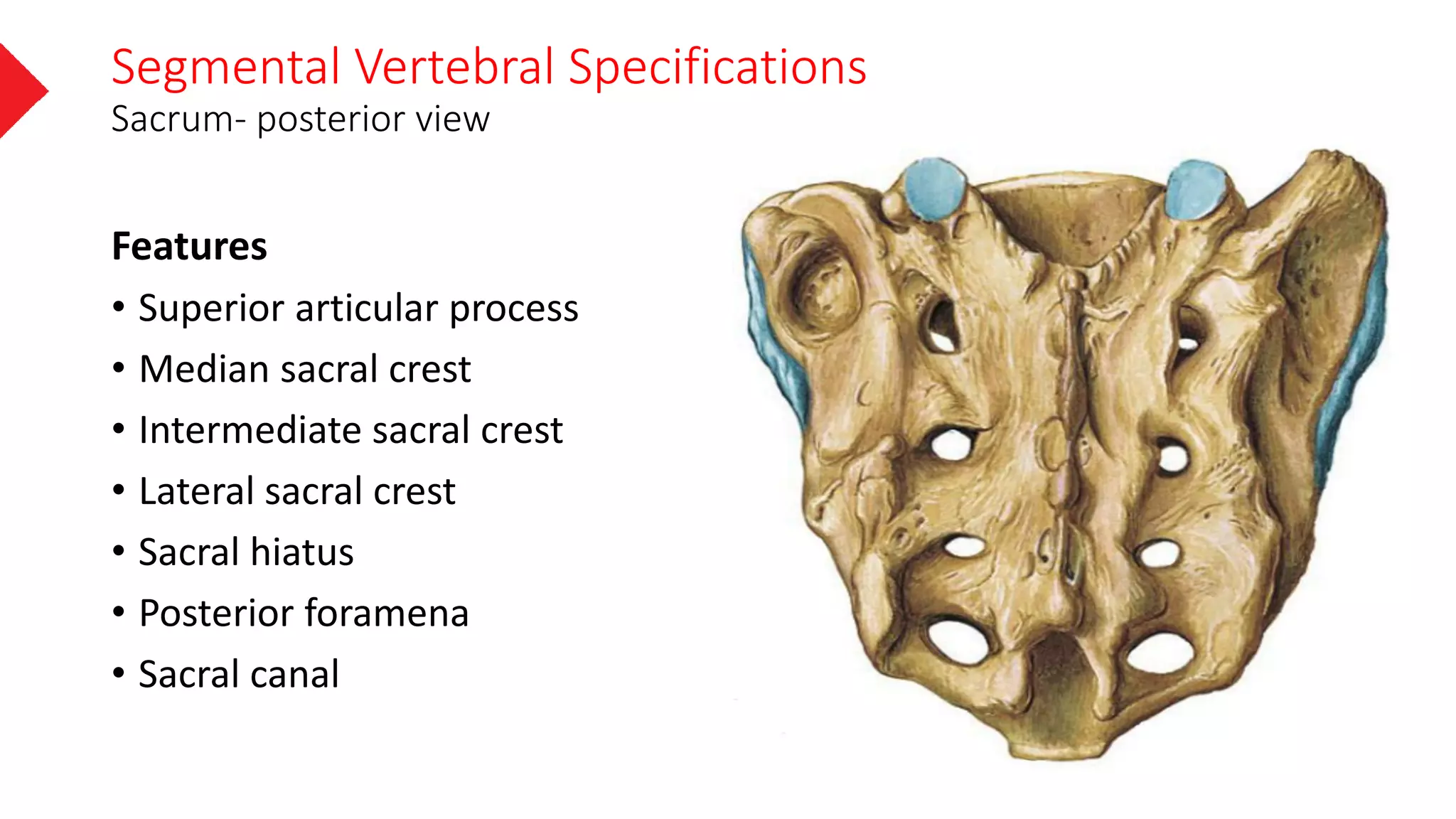 Vertebral column | PDF