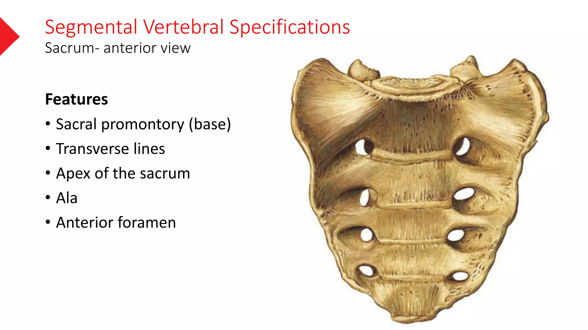 Vertebral column | PDF