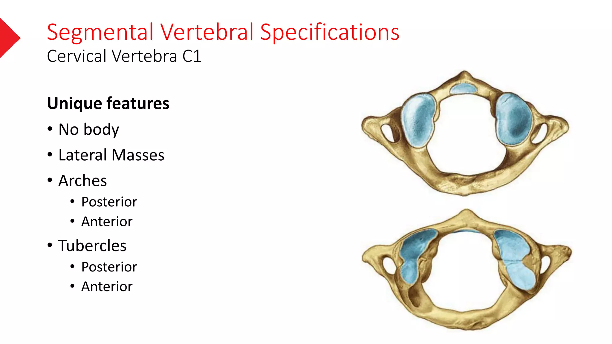 Vertebral column | PDF