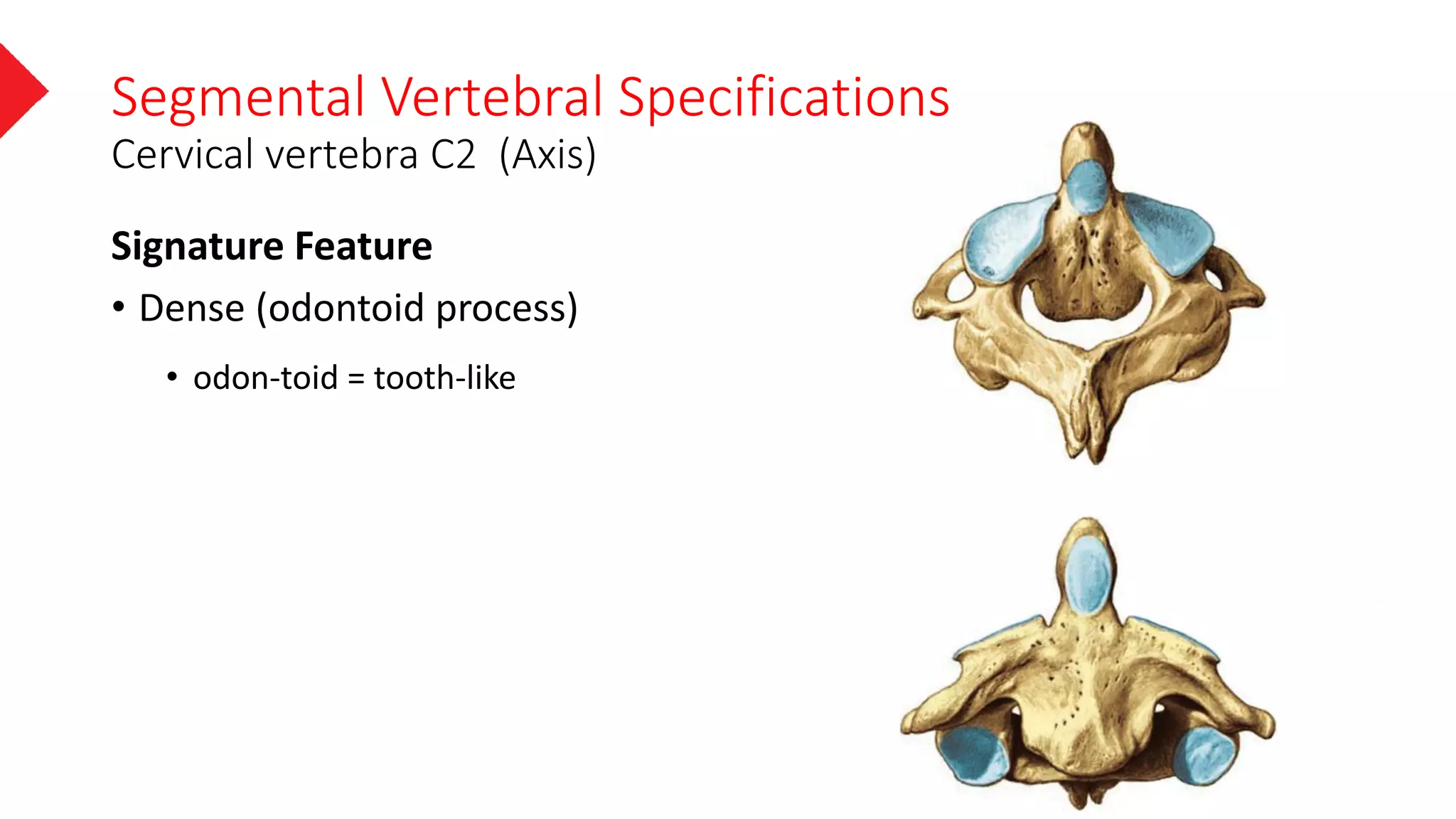 Vertebral column | PDF