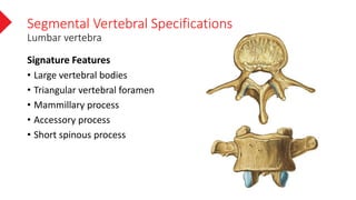 Vertebral column | PPT
