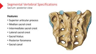 Vertebral column | PPT