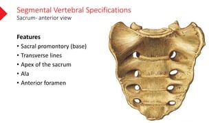 Vertebral column | PDF
